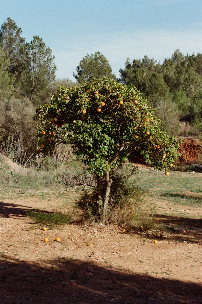 BASIUM — Reconnect to your senses.