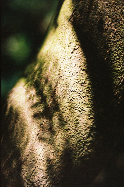 Beau Perfume Oil — BASIUM